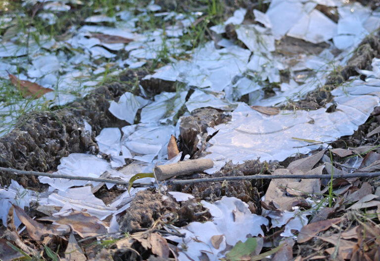 After the Frost: 2022 | The Survival Gardener