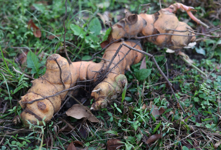 Growing Smilax on Purpose | The Survival Gardener