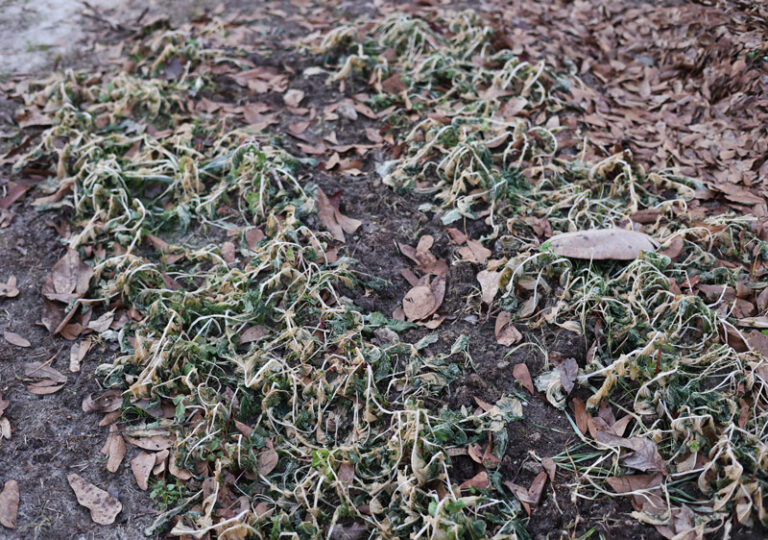 The Effect of Thrift Store Sheets on Stopping Frost Damage | The ...