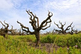 Head-Training Grape Vines, Goblet-Style | The Survival Gardener