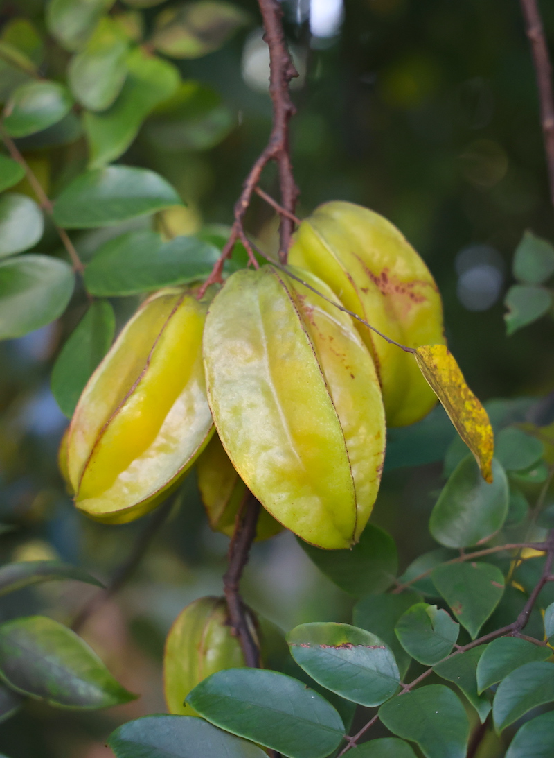 South Florida Gardening Hacks to Help You Grow LOTS Of Food! | The ...