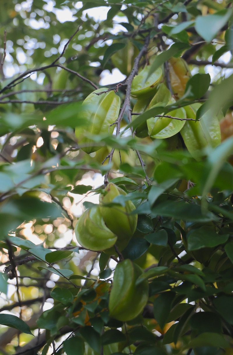 You CAN Plant a Florida Food Forest - Even in a Tiny City Yard | The ...