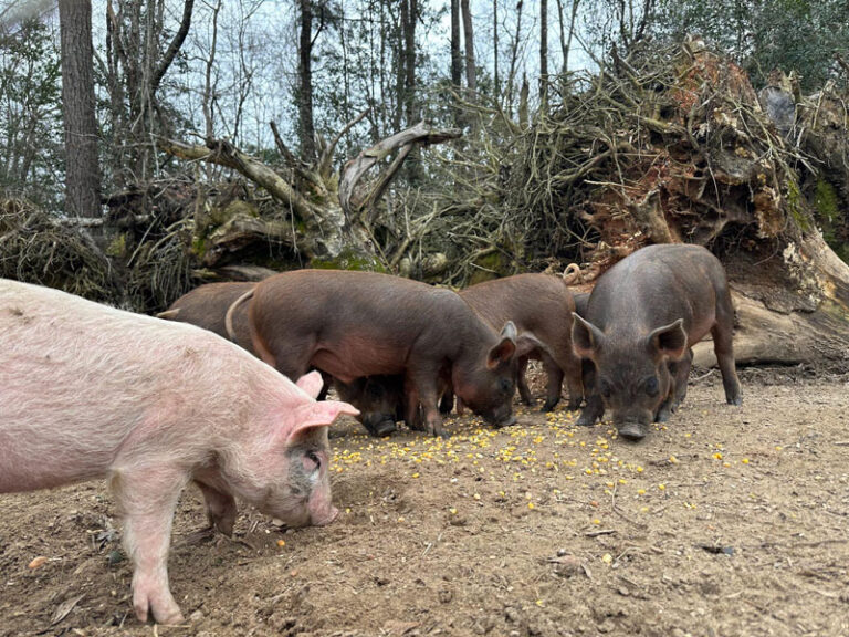 The Piggy Playground and Piglets on the Homestead | The Survival Gardener