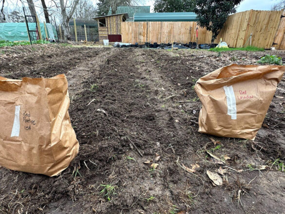 Potato Planting Time in Lower Alabama! | The Survival Gardener