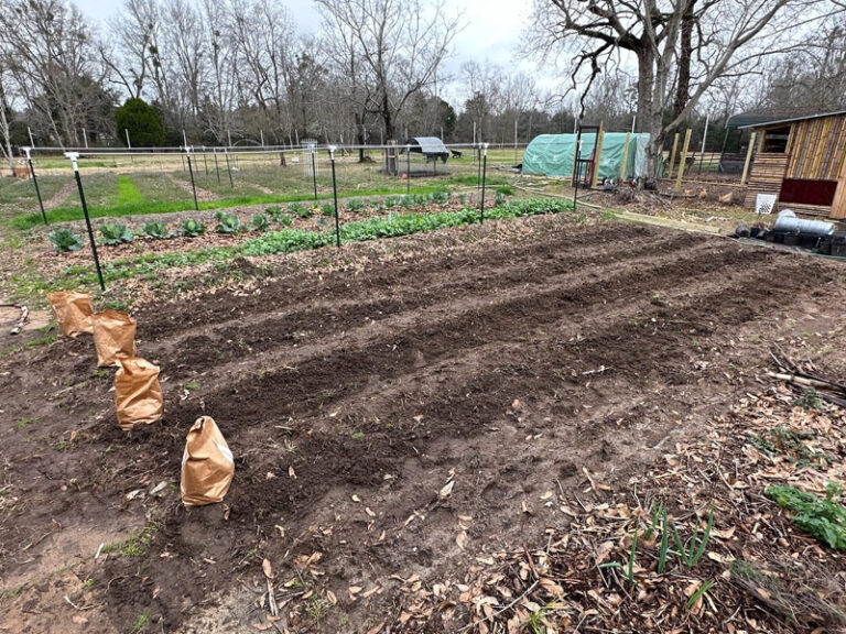 Potato Planting Time in Lower Alabama! | The Survival Gardener