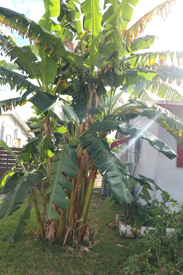 You CAN Plant a Florida Food Forest - Even in a Tiny City Yard | The ...