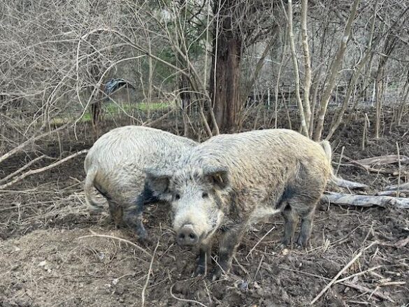 Backyard Pig Butchering: From Slaughter to Meat in the Freezer | The ...