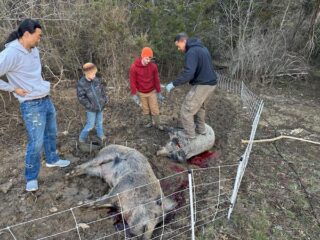 Backyard Pig Butchering: From Slaughter to Meat in the Freezer | The ...