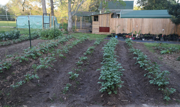 Crop Rotation - Necessary? | The Survival Gardener