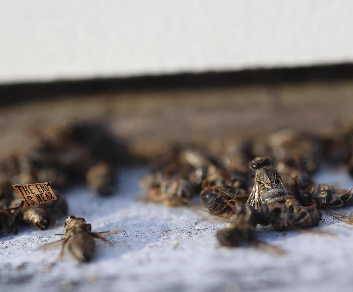 All My Bees are Dead (Again) | The Survival Gardener