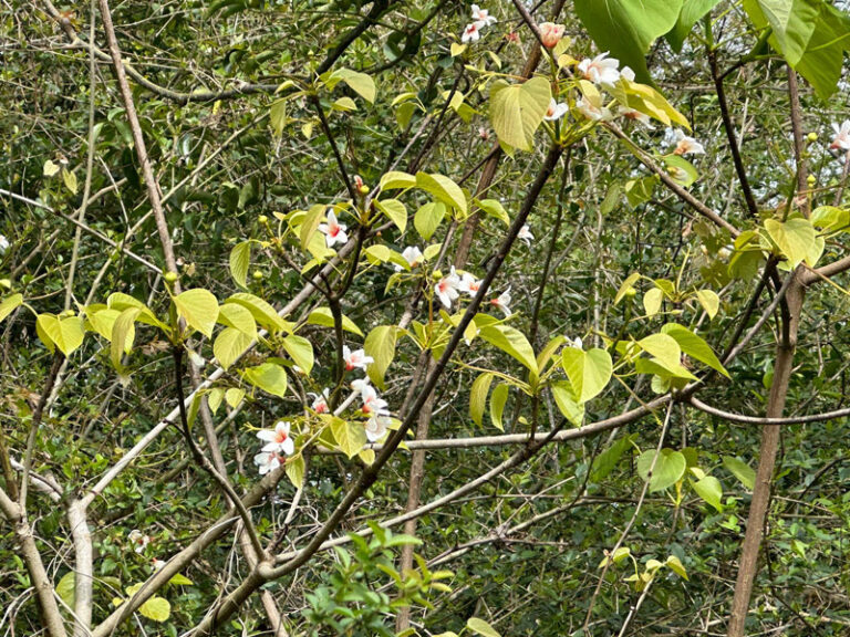 Spotted and Identified: A Blast from the Past | The Survival Gardener