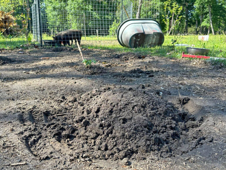 Planting Pumpkin Hills the "Good" Way | The Survival Gardener