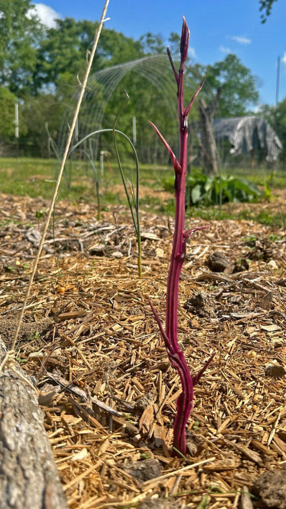 When Do True Yams Come Up? Right Now! | The Survival Gardener
