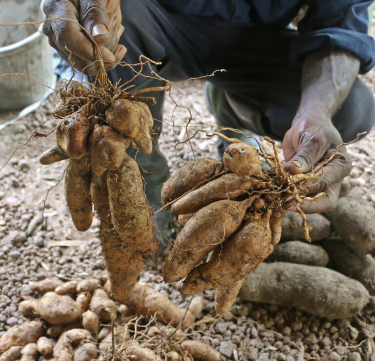 Growing the Lesser Yam | The Survival Gardener