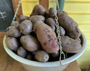 Preserving Your Potato Harvest | The Survival Gardener