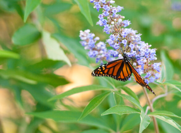 The Beautiful and Medicinal Chaste Tree | The Survival Gardener