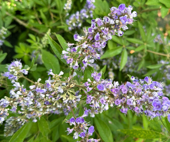 The Beautiful and Medicinal Chaste Tree | The Survival Gardener