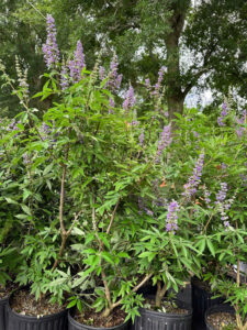 The Beautiful and Medicinal Chaste Tree | The Survival Gardener