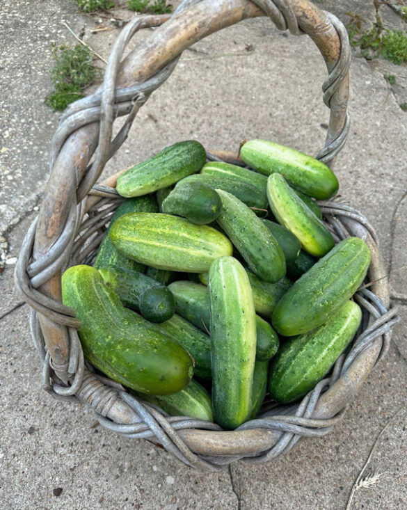 The Cucumber Landrace Project - What Harvests! | The Survival Gardener