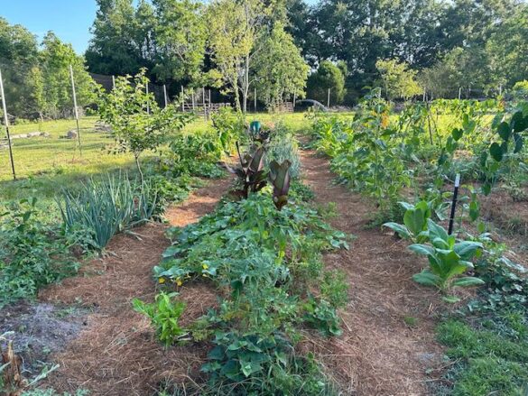 The Only Thing that can Improve a Grocery Row Garden... | The Survival ...