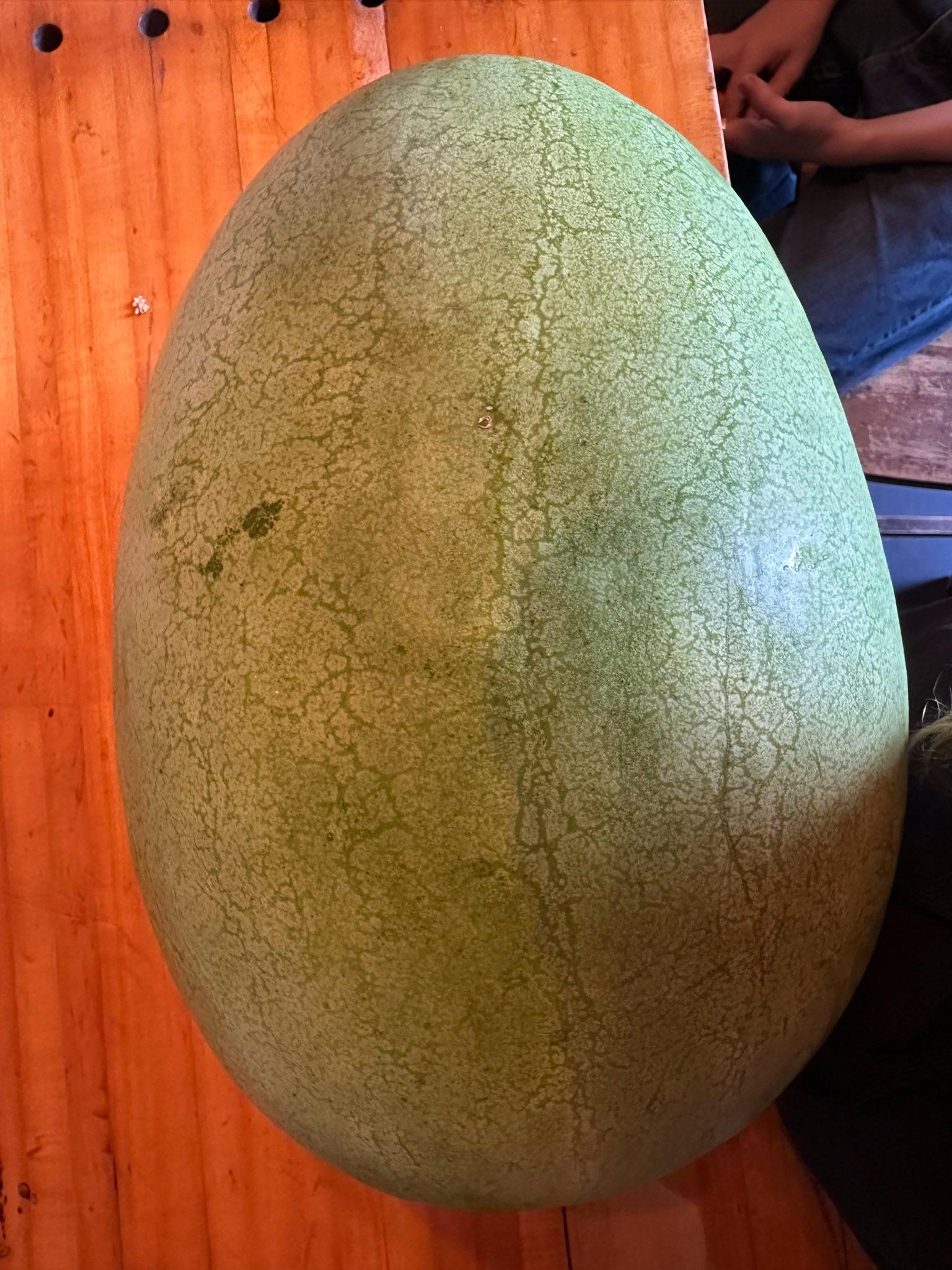 More of Ezekiel's Landrace Melons! | The Survival Gardener
