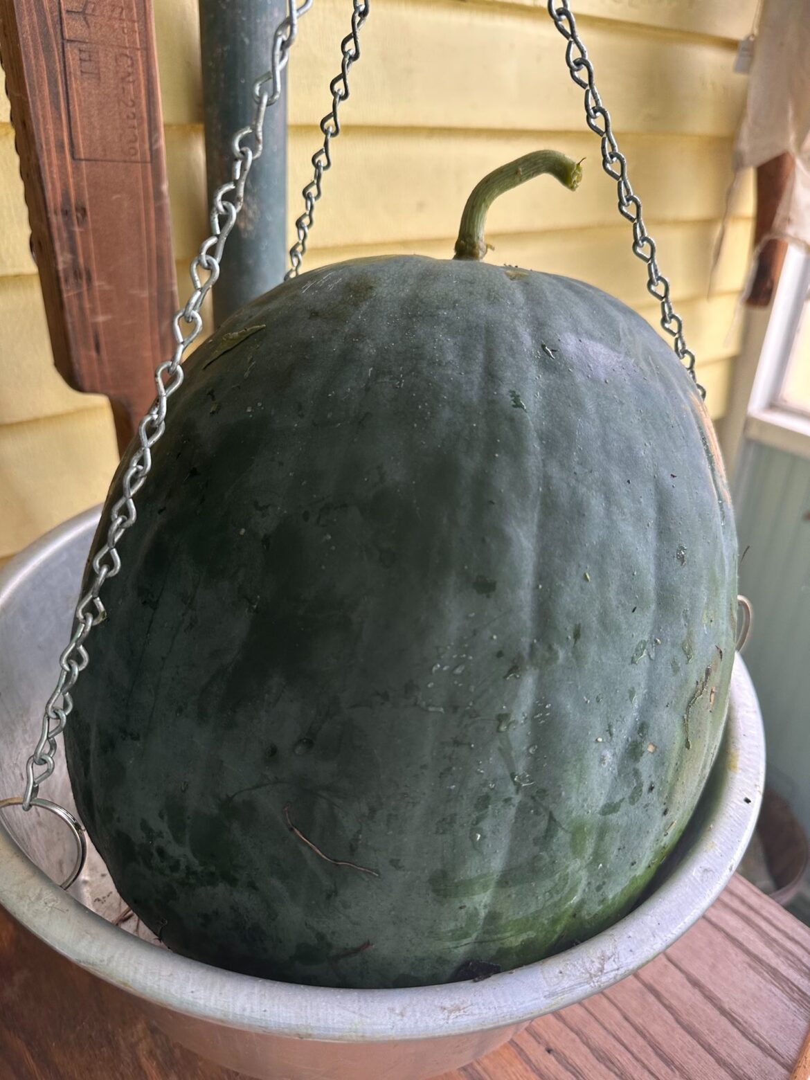 26lb Pink-Fleshed Watermelon (and a 45lb Monster Melon) | The Survival ...