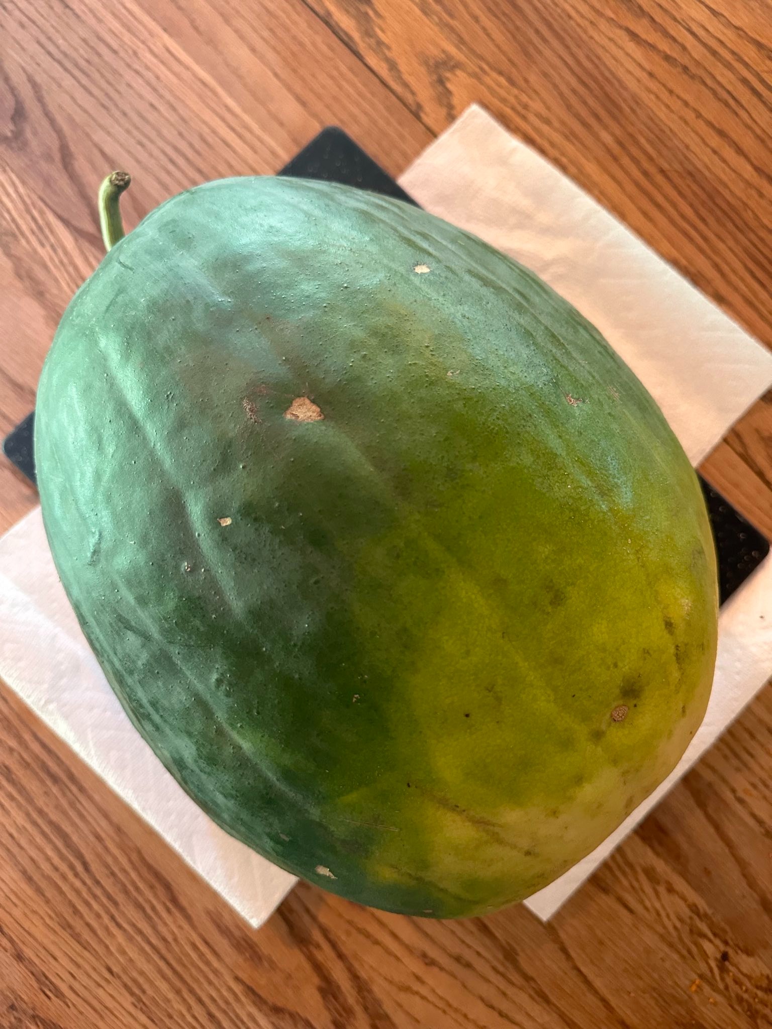 26lb Pink-Fleshed Watermelon (and a 45lb Monster Melon) | The Survival ...
