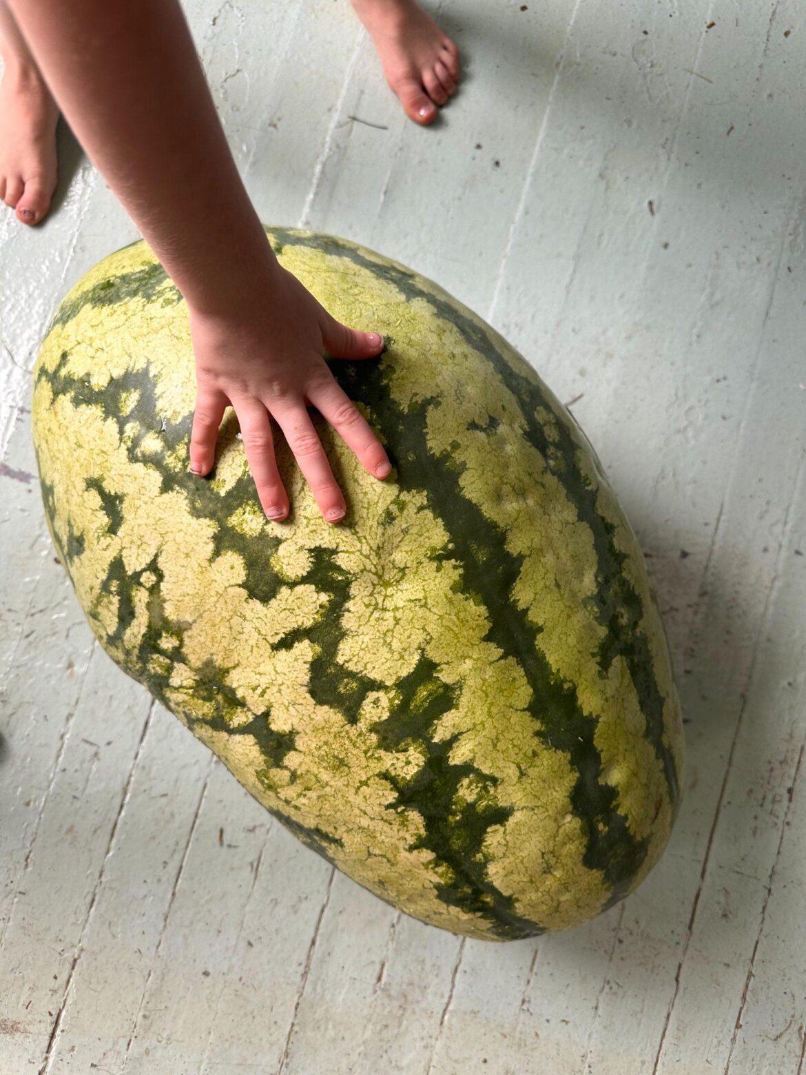 26lb Pink-Fleshed Watermelon (and a 45lb Monster Melon) | The Survival ...