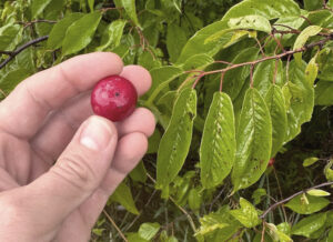 The Wonderful Native American Plum | The Survival Gardener