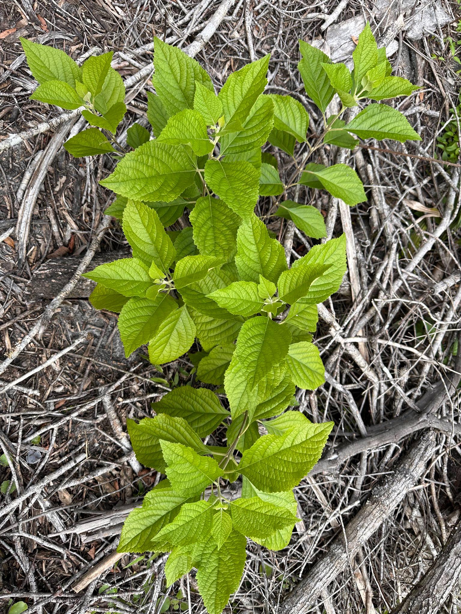 Wild Edibles in Florida | The Survival Gardener
