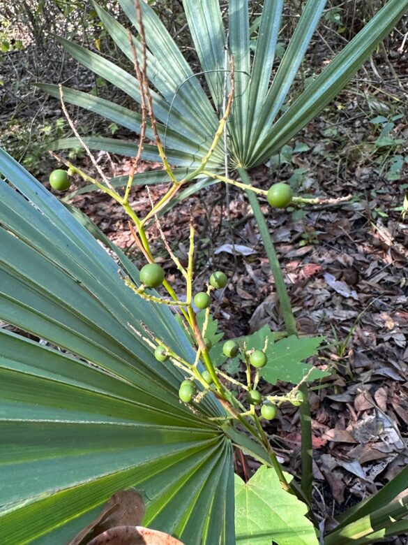 Wild Edibles in Florida | The Survival Gardener