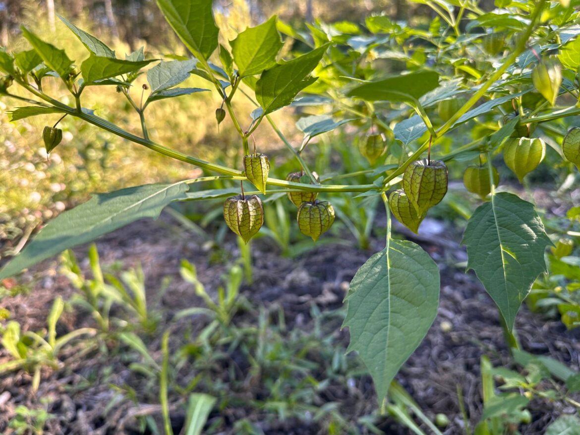 Wild Edibles in Florida | The Survival Gardener
