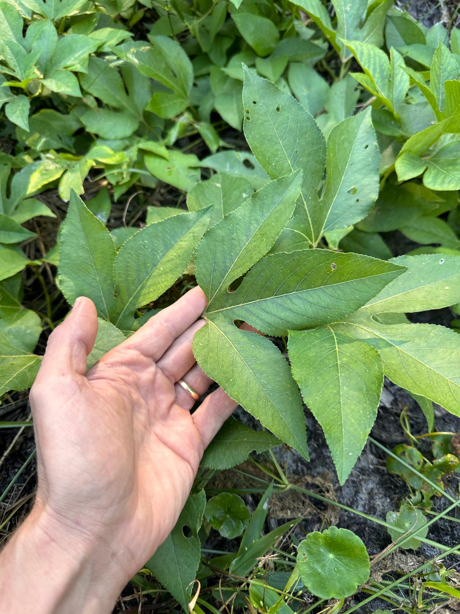 Wild Edibles in Florida | The Survival Gardener