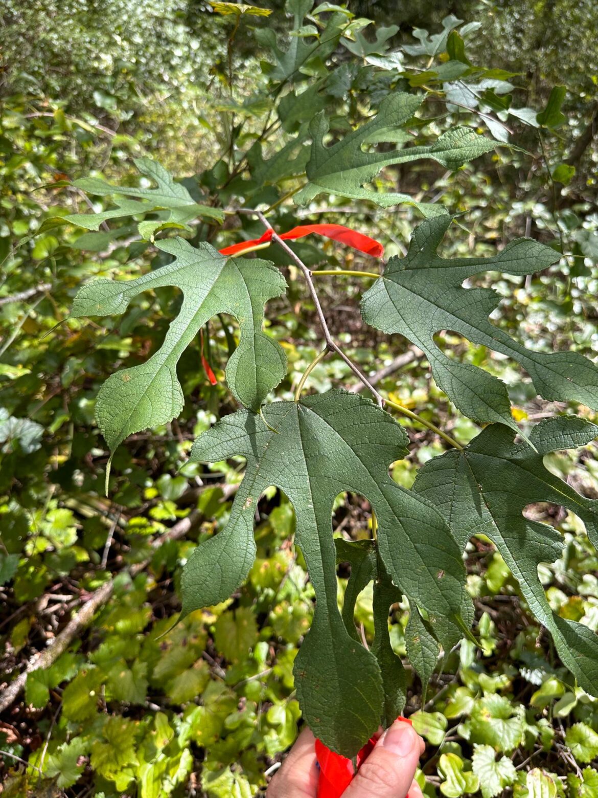 Wild Edibles in Florida | The Survival Gardener