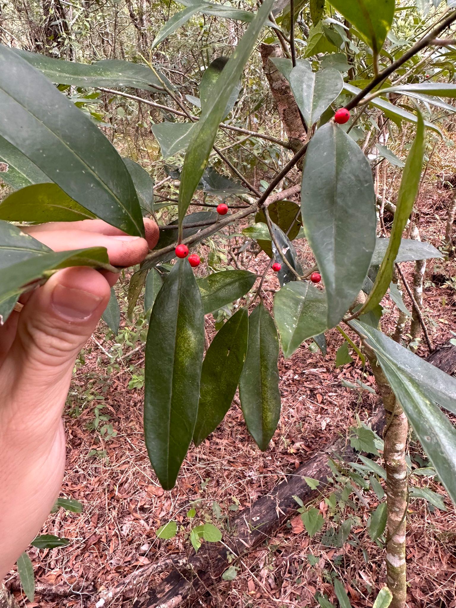 Wild Edibles in Florida | The Survival Gardener
