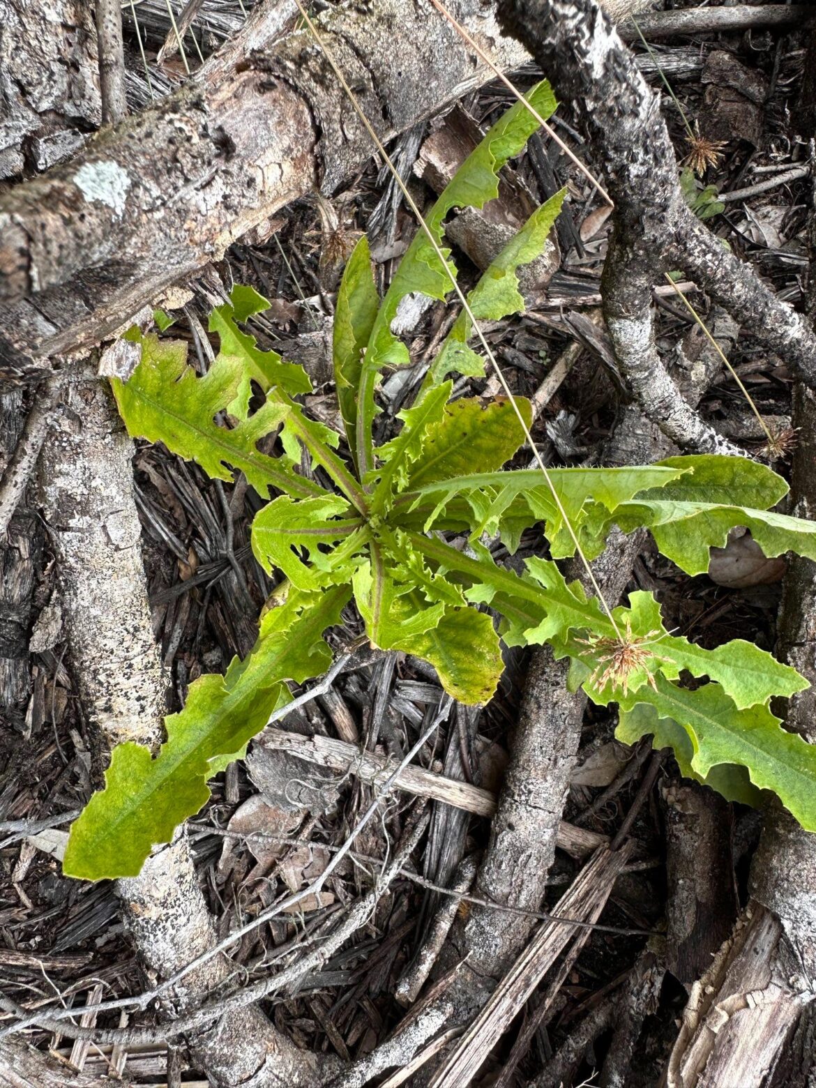 Wild Edibles in Florida | The Survival Gardener