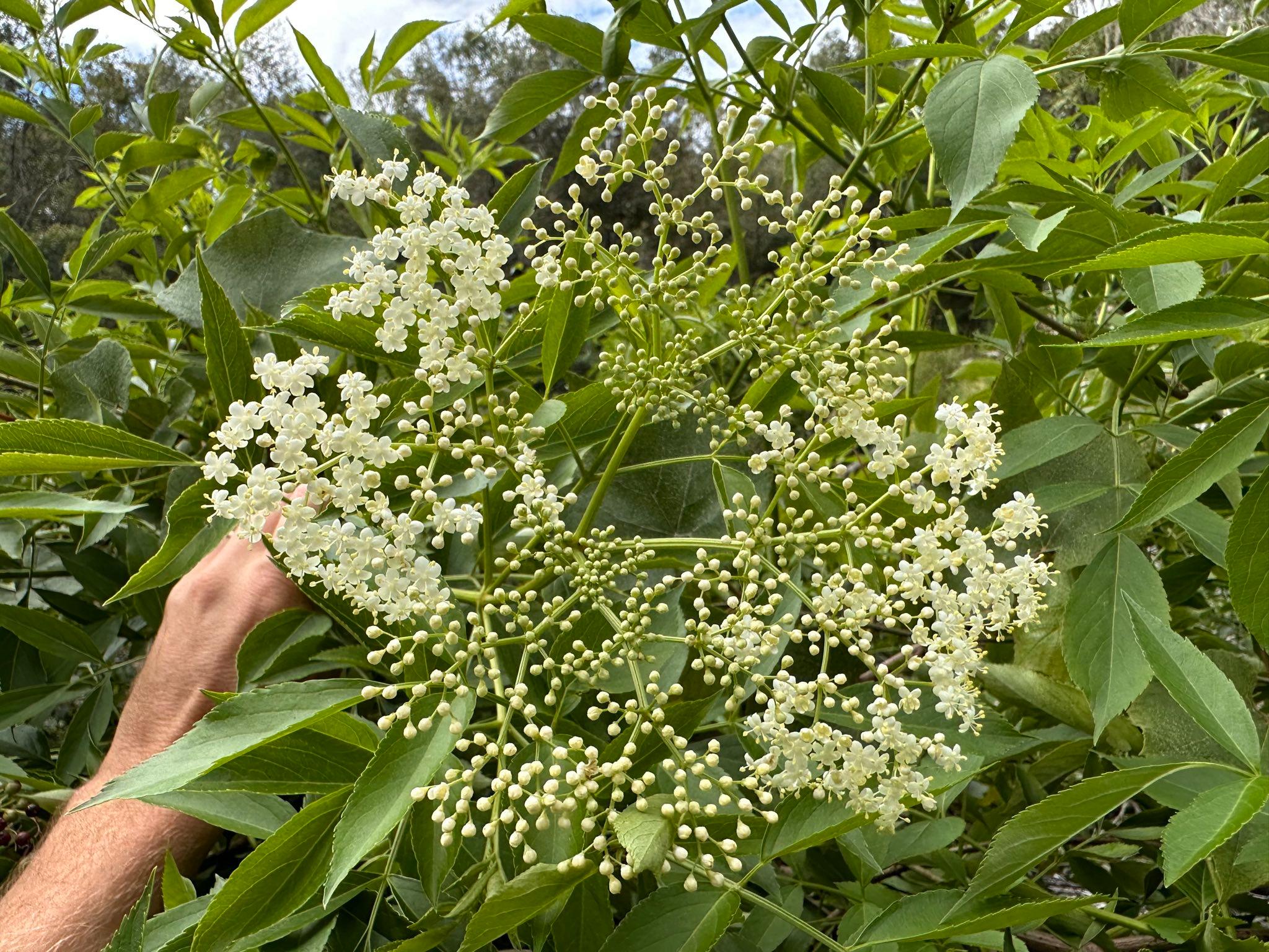 Wild Edibles in Florida | The Survival Gardener
