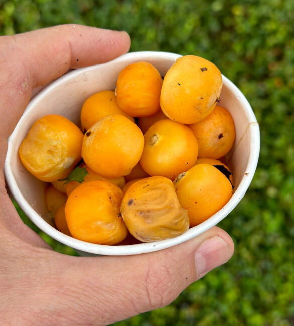 Foraging Pindo Palm Fruit | The Survival Gardener