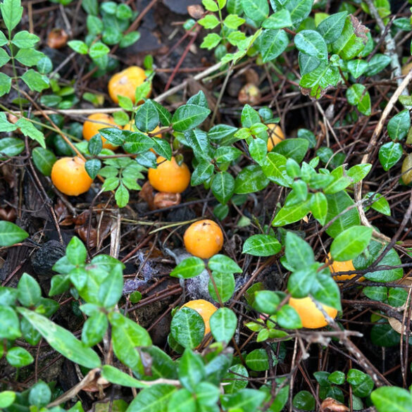 Foraging Pindo Palm Fruit | The Survival Gardener