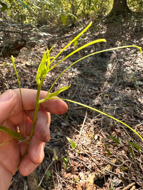 Wild Edibles in Florida | The Survival Gardener