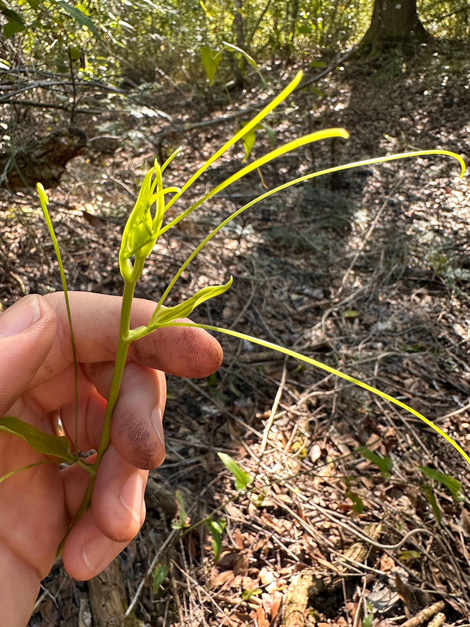 Wild Edibles in Florida | The Survival Gardener
