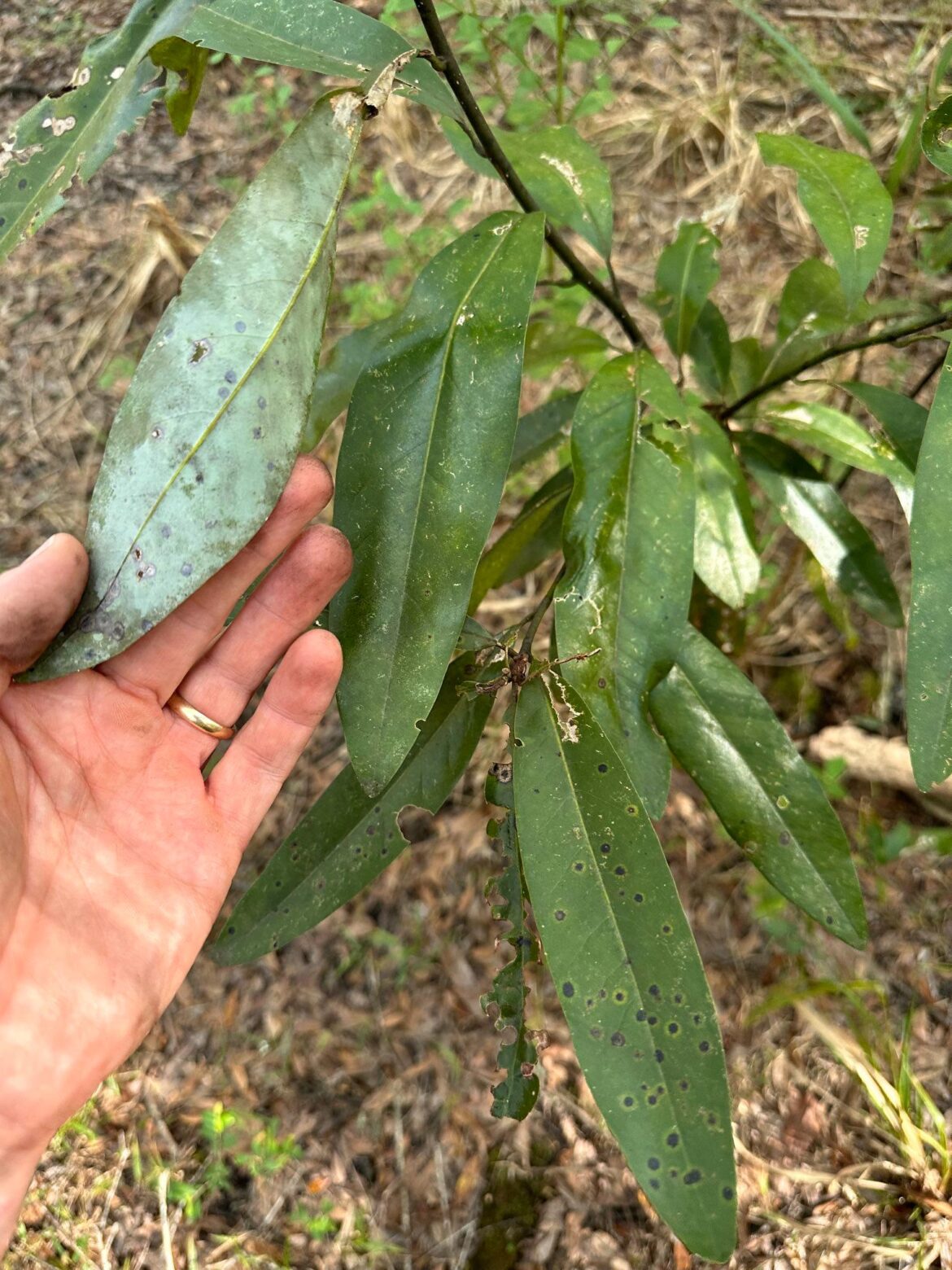 Wild Edibles in Florida | The Survival Gardener