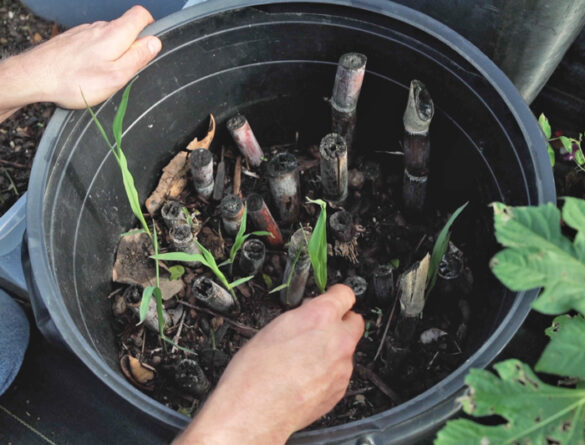 How To Propagate Sugarcane From One Node Two Node And Multi Node