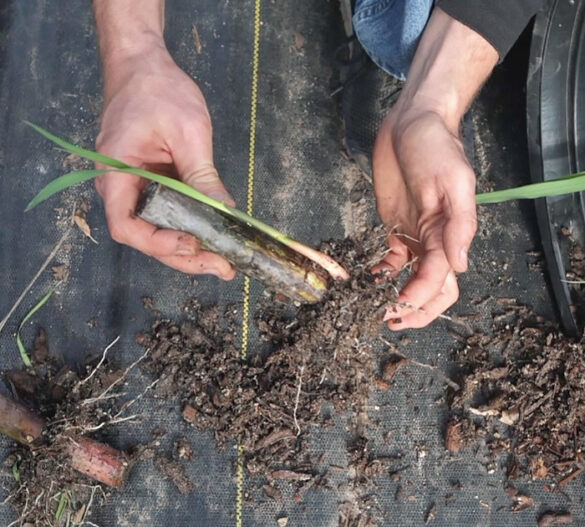 How To Propagate Sugarcane From One Node Two Node And Multi Node
