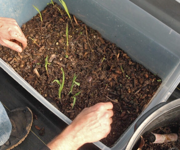 How to Propagate Sugarcane from One-Node, Two-Node and Multi-Node ...