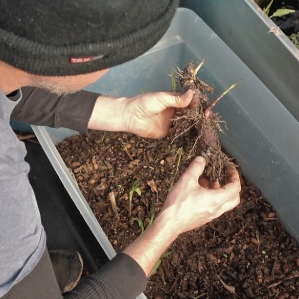 How To Propagate Sugarcane From One Node Two Node And Multi Node