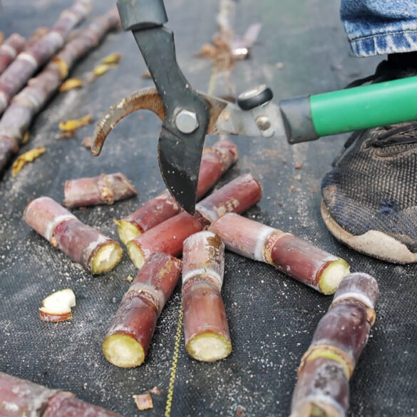 How to Propagate Sugarcane from One-Node, Two-Node and Multi-Node ...