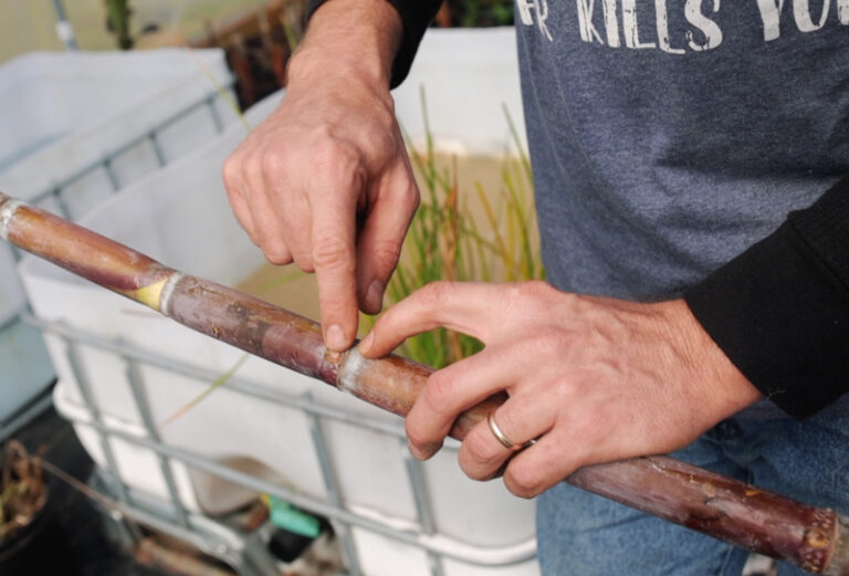 How to Propagate Sugarcane from One-Node, Two-Node and Multi-Node ...