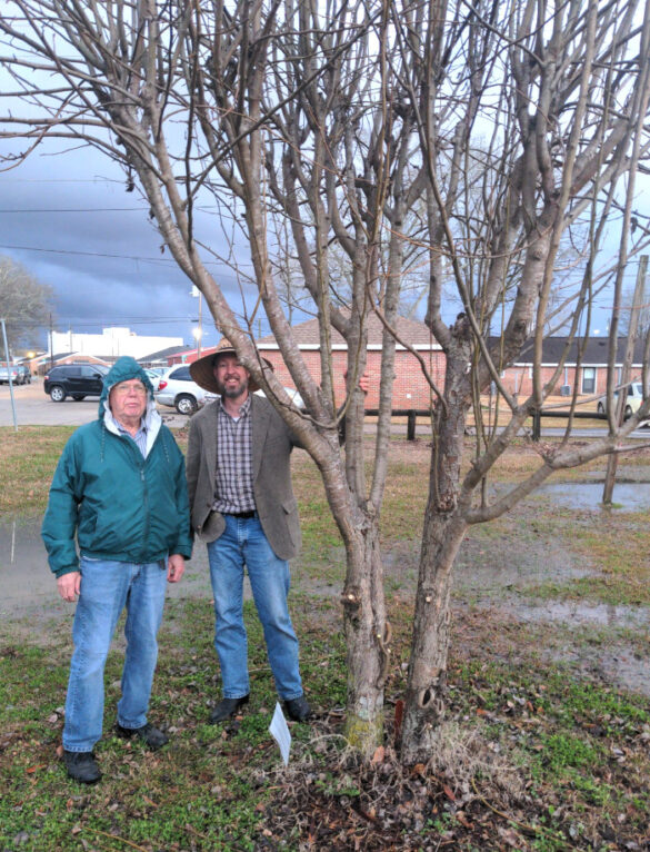 Two Pears Trees Planted in a Single Hole | The Survival Gardener