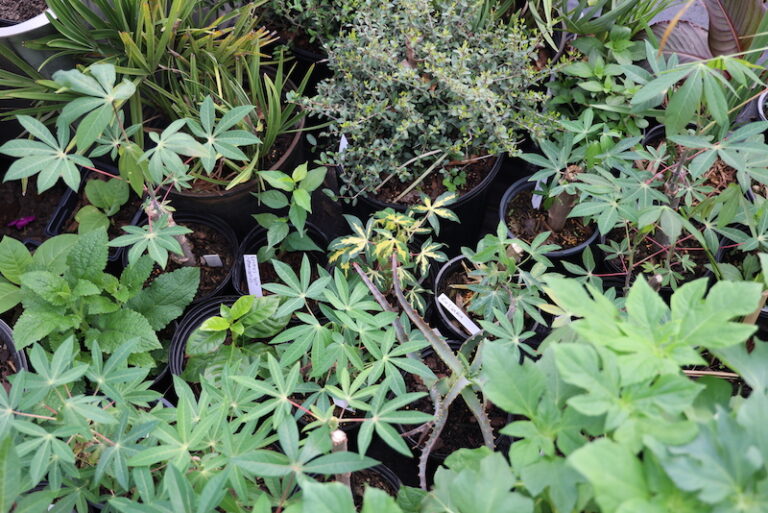 The Survival Gardener | The David The Good Website